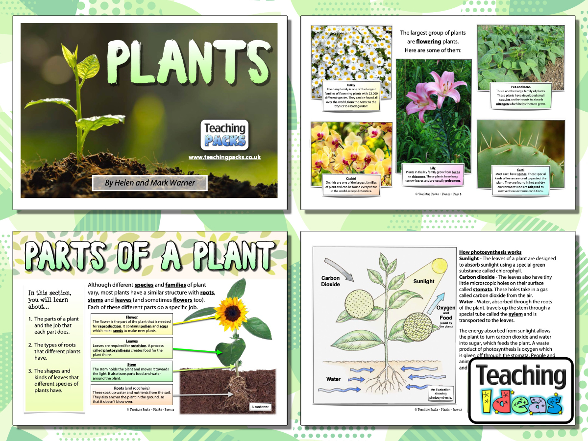 The Plants Pack - Teaching Ideas