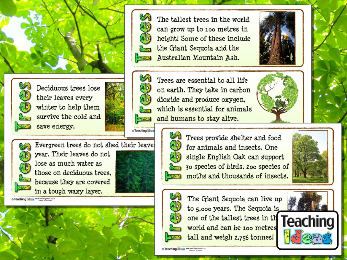 Trees Fact Cards - Teaching Ideas