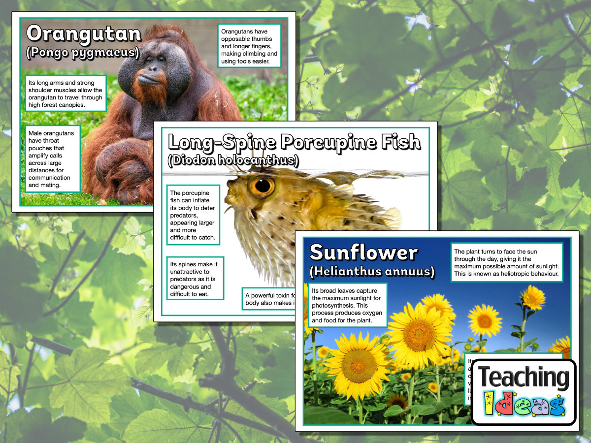 Adaptations Display Posters - Teaching Ideas