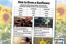 How to Grow a Sunflower - Teaching Ideas